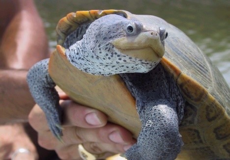 Five Crab Pot license with terrapin excluder